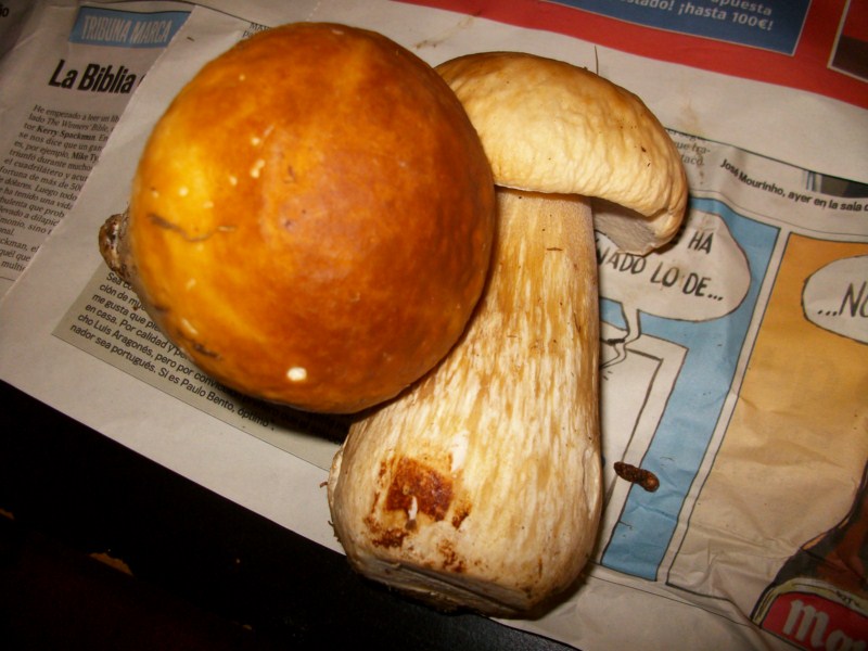 COCINA FACIL: Se huele el honguito